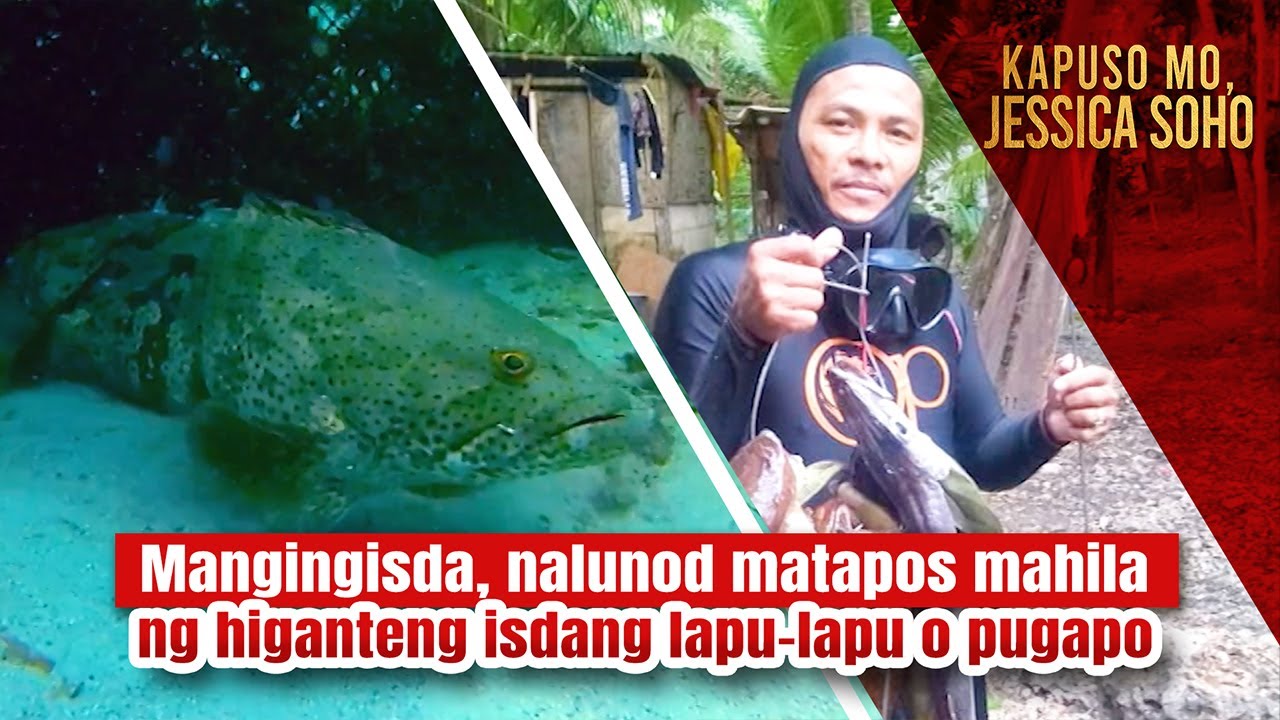 Mangingisda, nalunod matapos mahila ng higanteng isdang lapu-lapu o ...