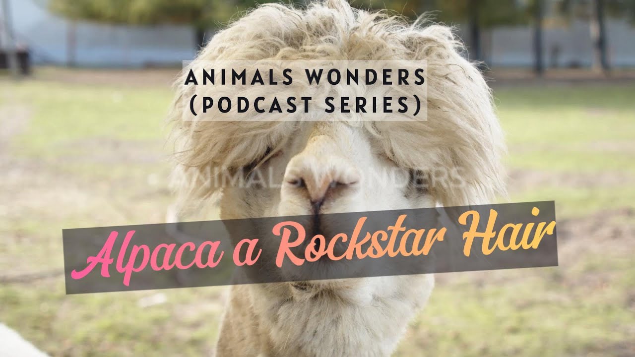 ALPACA A ROCKSTAR HAIR ANIMALS WONDERS - YouTube