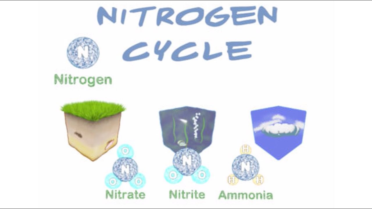 What is Aquaponics - Nitrogen Cycle Part 2 - YouTube