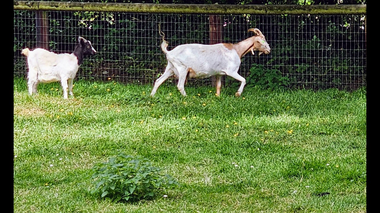 Pa's Pet Farm Paddocks at Bunratty Folk Park (本拉提民俗公園的爸爸寵物農場圍場) - YouTube