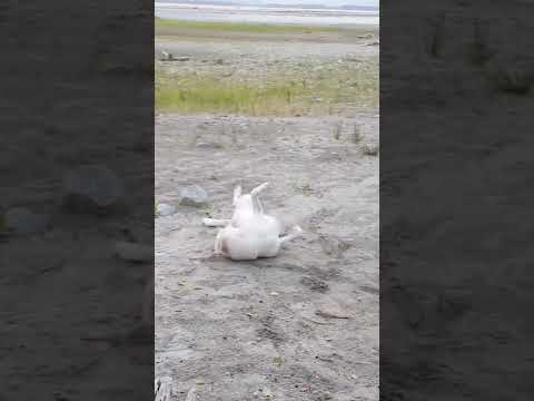 lucy se esfregando no chão.