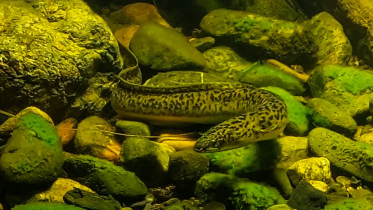 Longfin Eel (Anguilla reinhardtii) in a Biotope Aquarium foraging for ...