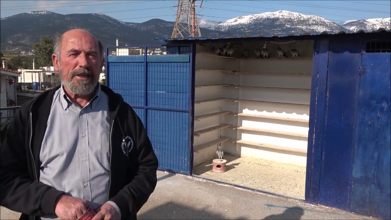 ΠΑΤΗΡΑΚΗΣ ΣΠΥΡΟΣ-ΣΥΛΛΟΓΟΣ ΠΕΡΙΣΤΕΡΑΔΩΝ ΑΧΑΡΝΩΝ 2020 - YouTube