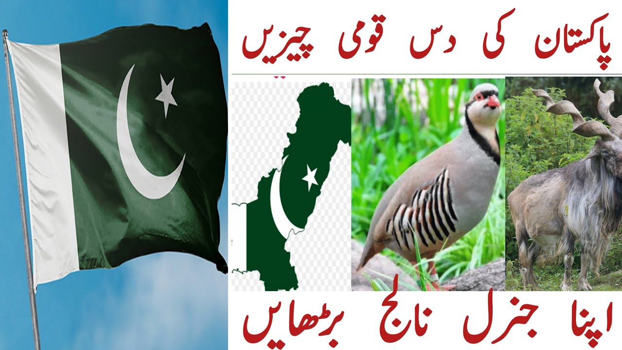 NATIONAL THINGS AND SYMBOLS OF PAKISTAN || PAKISTAN KI QAOMI CHEZEIN In ...