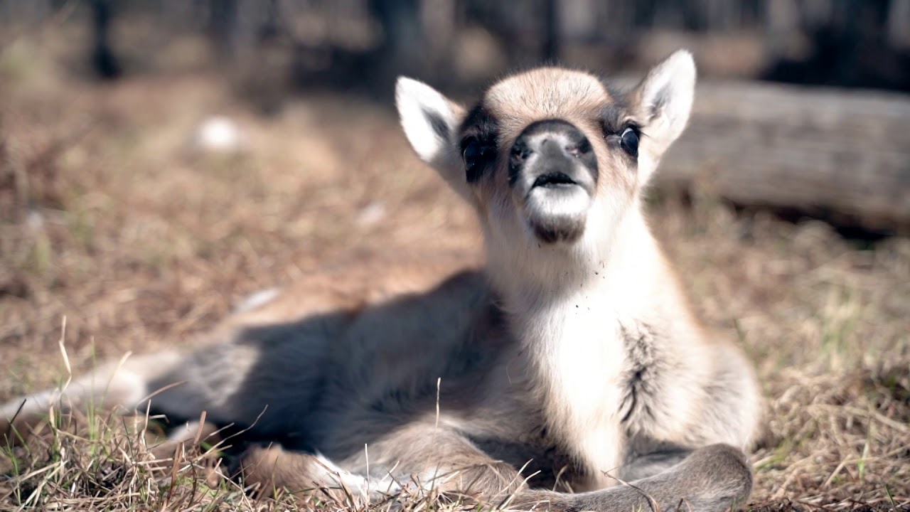 Baby reindeer of Santa Claus Reindeer resort in Rovaniemi Lapland ...