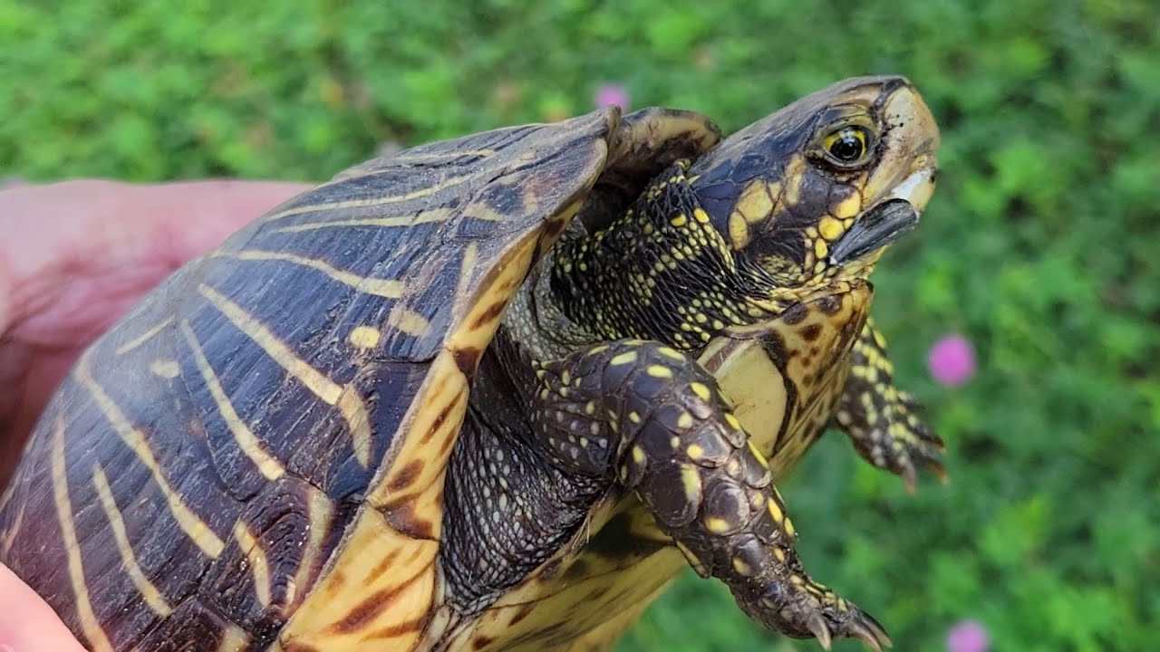 Florida backyard nature finds!!! Well, I finally have a name for my ...