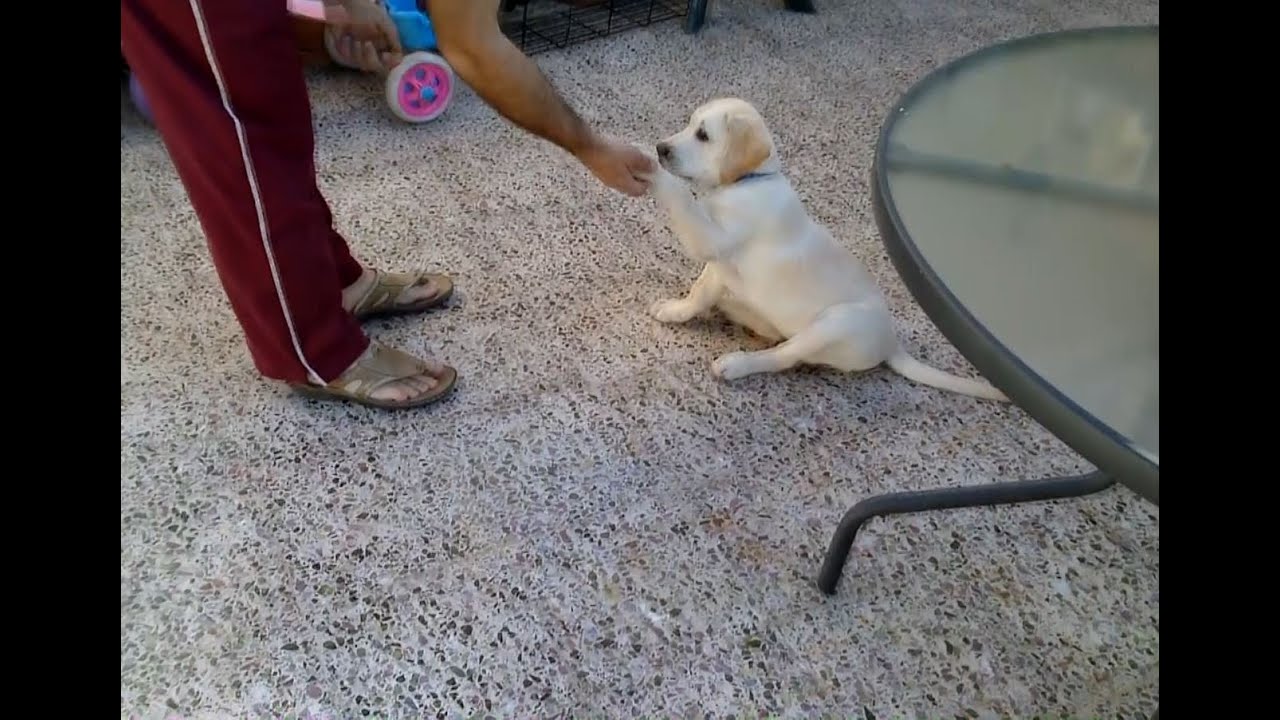Labrador puppy training 2 - YouTube