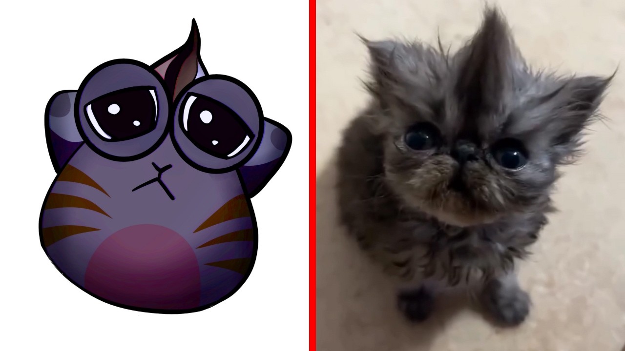 This CAT is actually POU! 😂 Cat Memes - YouTube