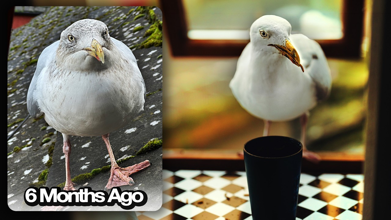 My Pet Seagull Is Aging In Reverse... Bye Bye Winter Feathers! - YouTube