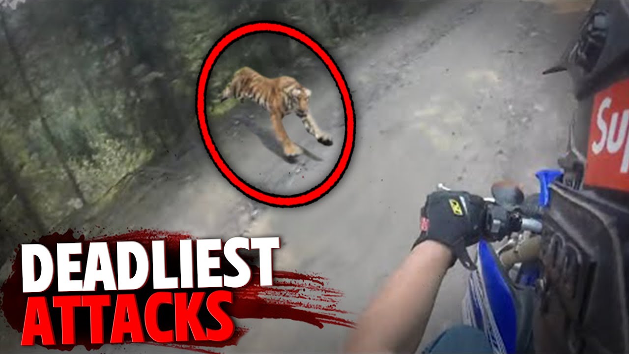 The DEADLIEST Big Cat Attacks MARATHON! - YouTube