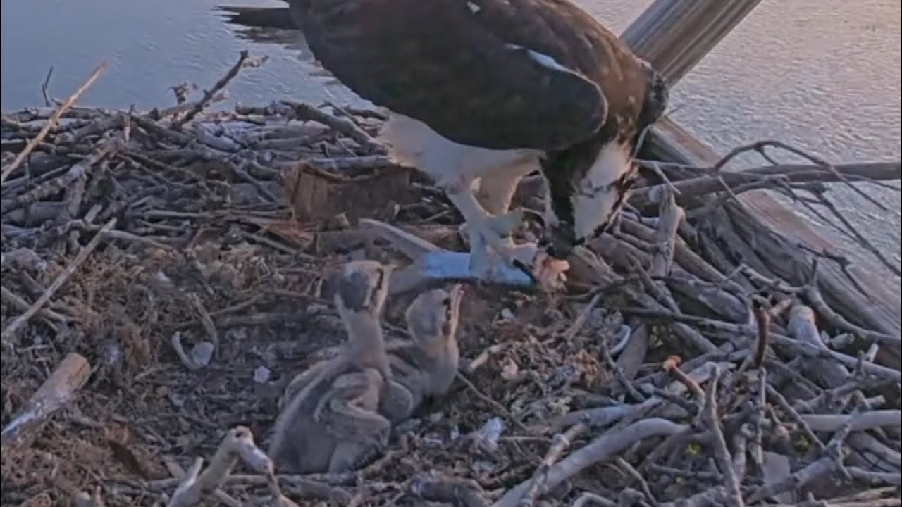 Captiva Osprey Cam | Dad brings fish to two baby osprey | May 4, 2024 ...