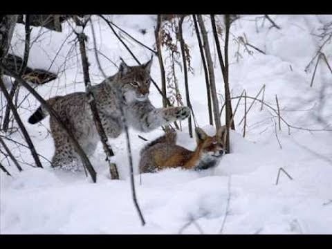 Vaşaq tülkünün dalına düşür / Lynx chases a fox