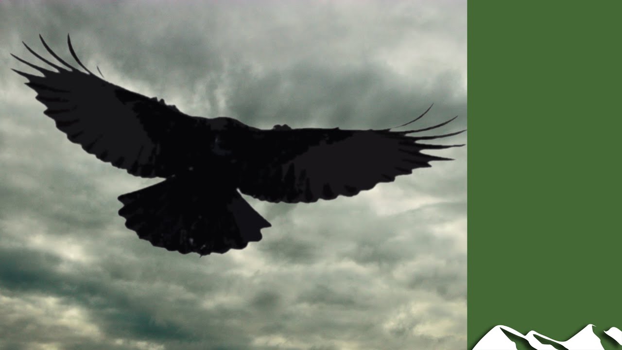 Crow shoot: big day over apples - YouTube