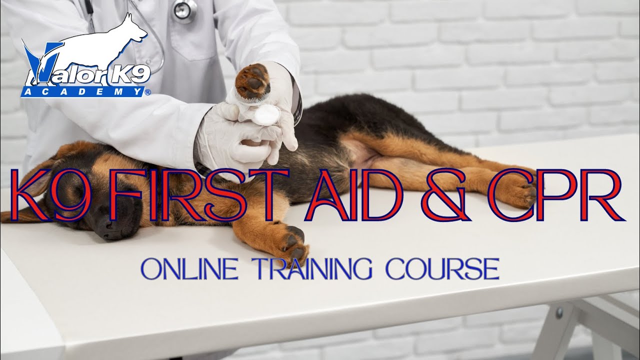 Valor K9 First Aid & CPR Course - YouTube