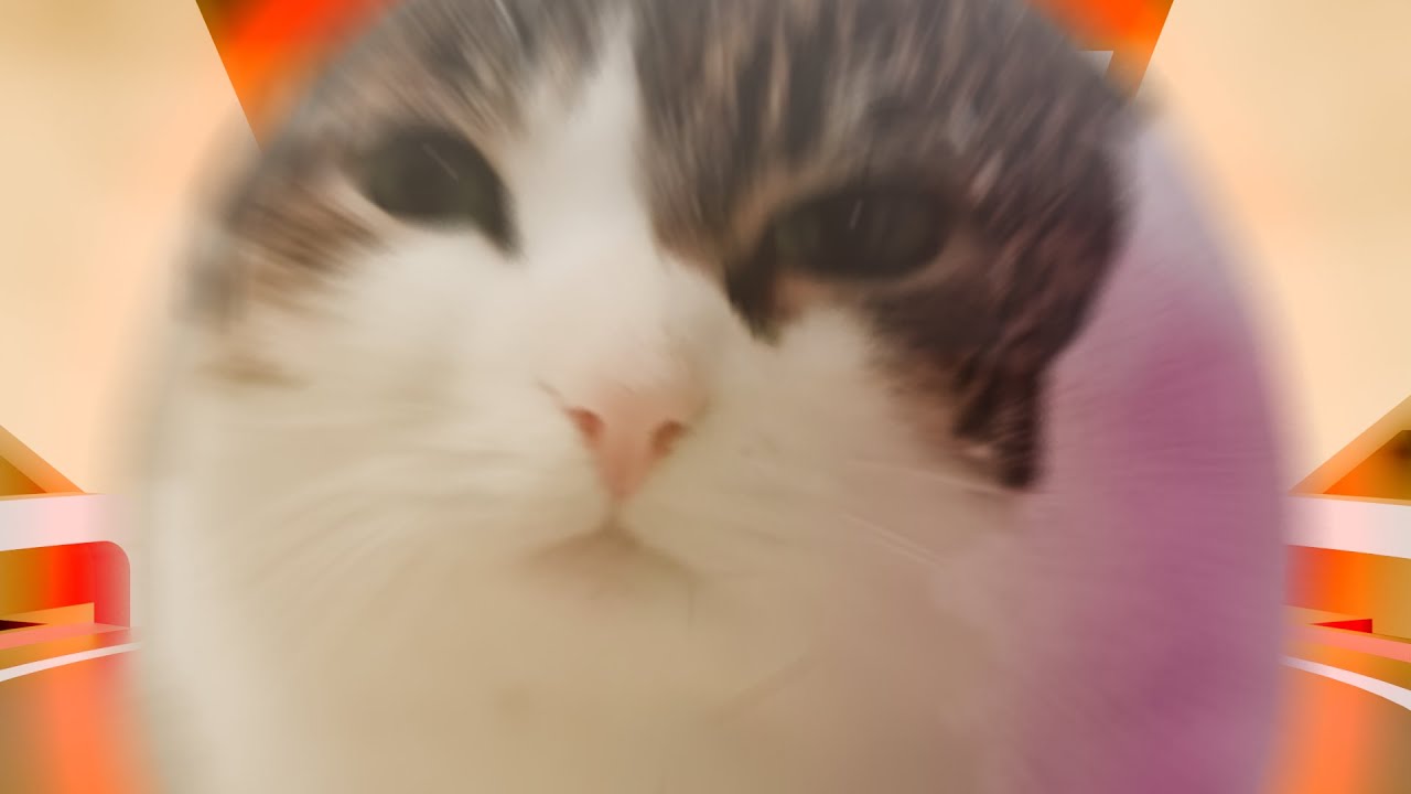 WAWA CAT LEGENDARY - YouTube