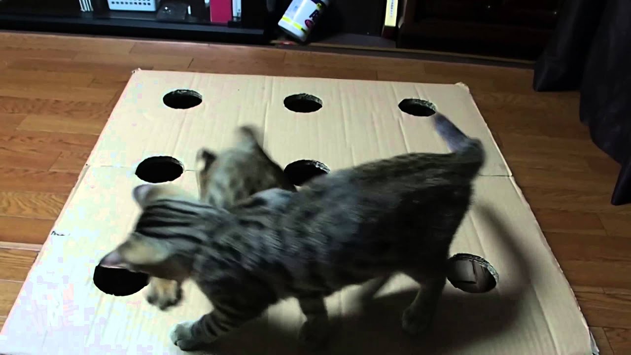 Cute cat romance with human! - YouTube