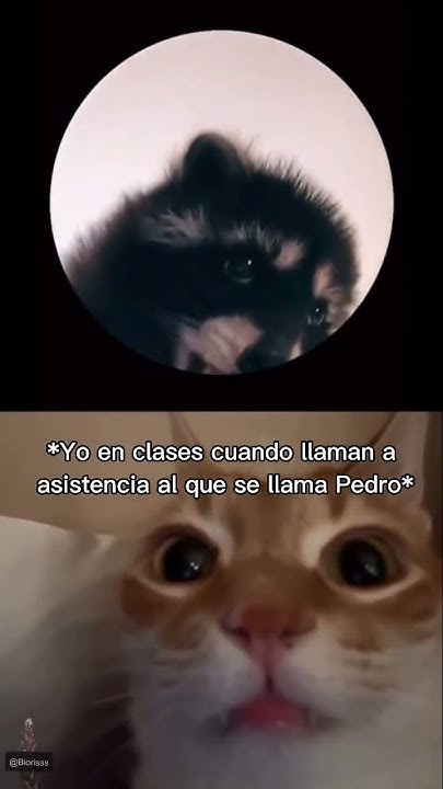 No Olvido A Ese Mapache 🦝 Pedro Mapache Humor Cancion Viral Youtube