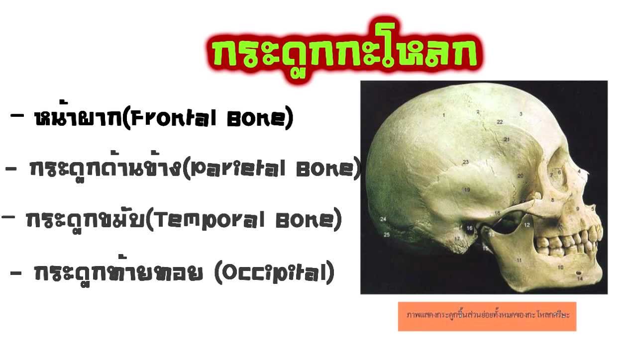 เรื่องของกระดูก - Skeleton System [Hygiene] [720p] - YouTube