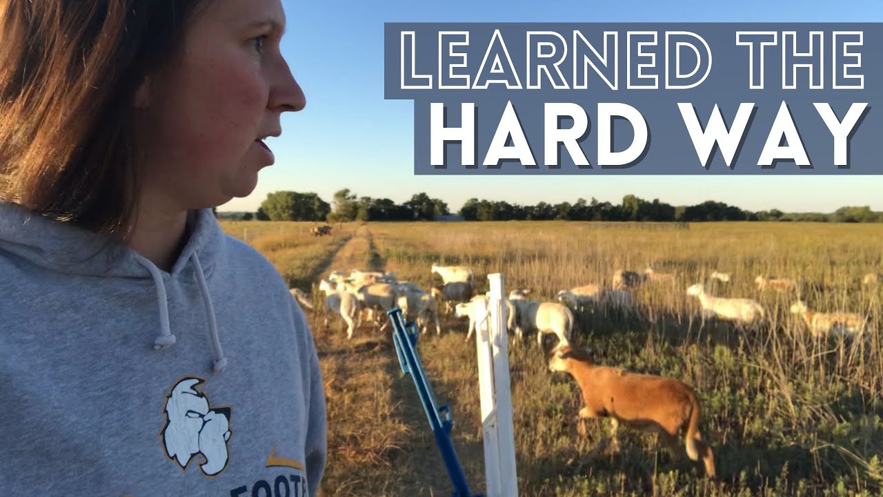 FLUSHING SHEEP | Why we will be flushing our sheep this breeding season ...