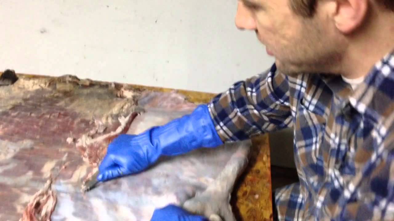 Deer Hide Fleshing - YouTube