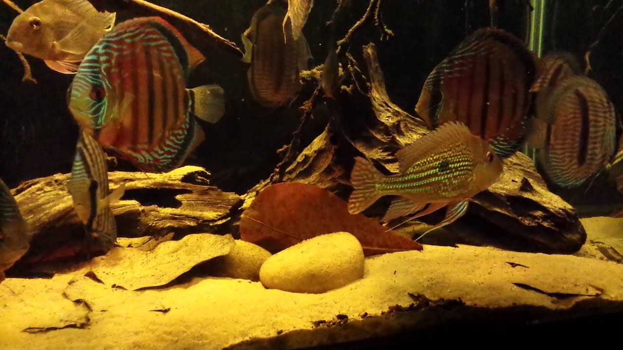 Wild Discus and Geophagus tank - YouTube