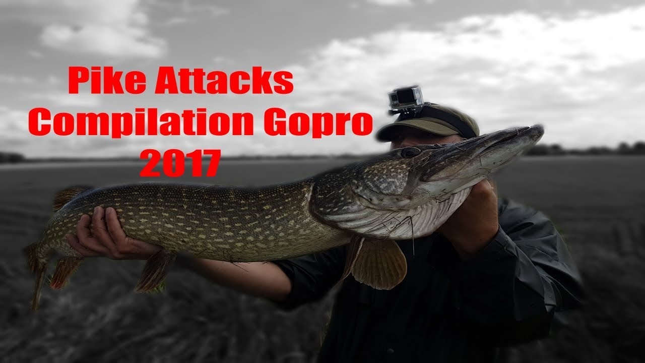 Pike attacks compilation 2017 Gopro free video ( vissen bij de ...