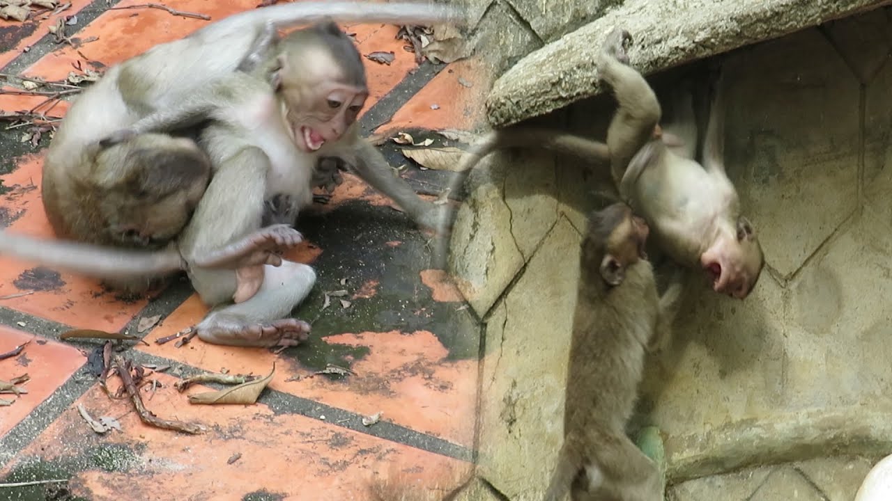 Cute baby monkey wrestling very happy,they are feeling good of their ...