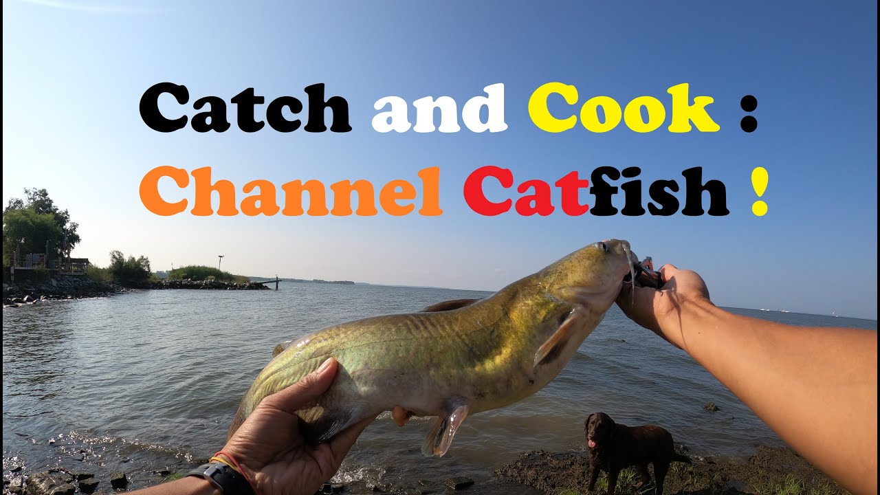 Catch and cook Channel catfish: A fish meant to be fried - YouTube