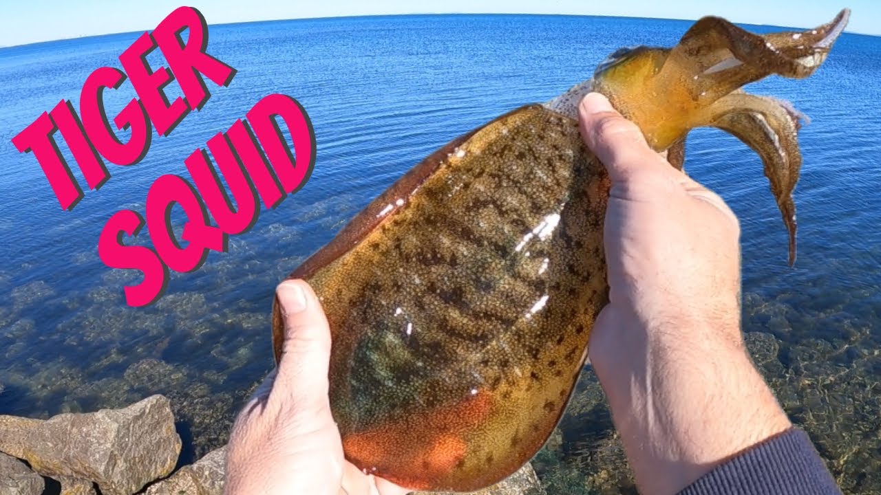 How To Catch Tiger Squid - Moreton Bay - YouTube