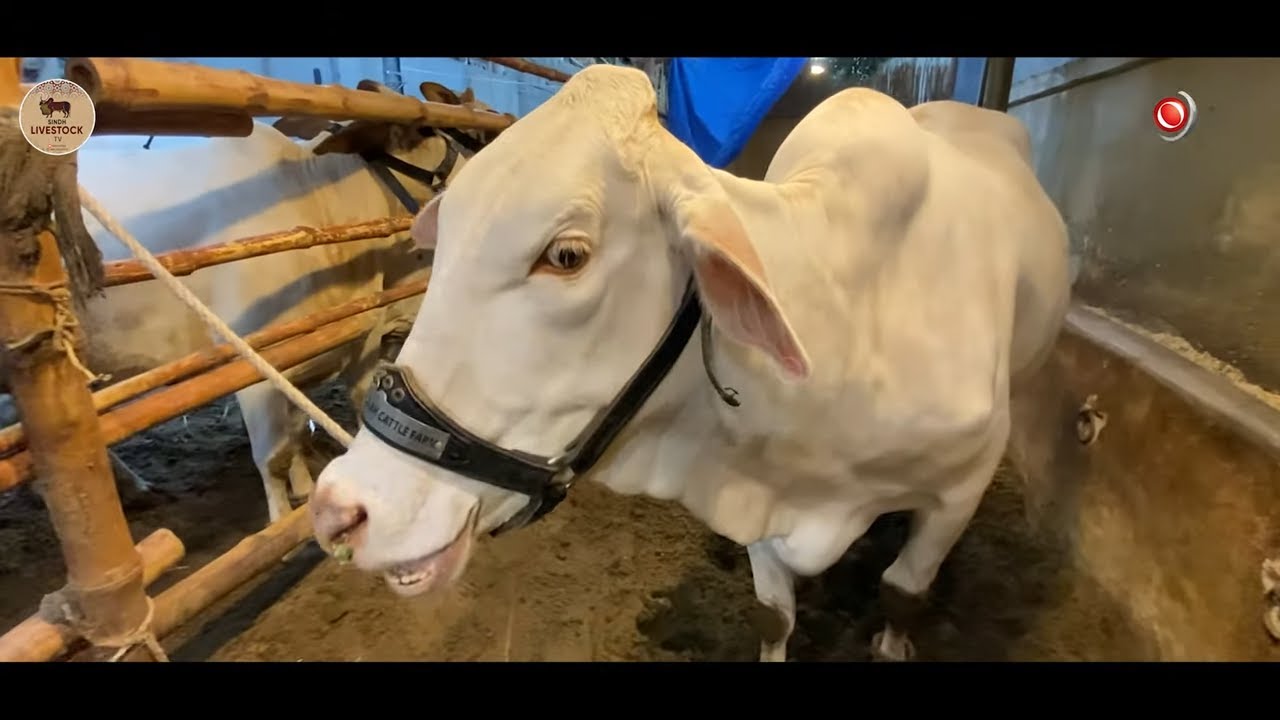 Cow | Goat And Sheep | Kis Taraha | Pal Sakte hai | Wo Bhi Ghar Main ...