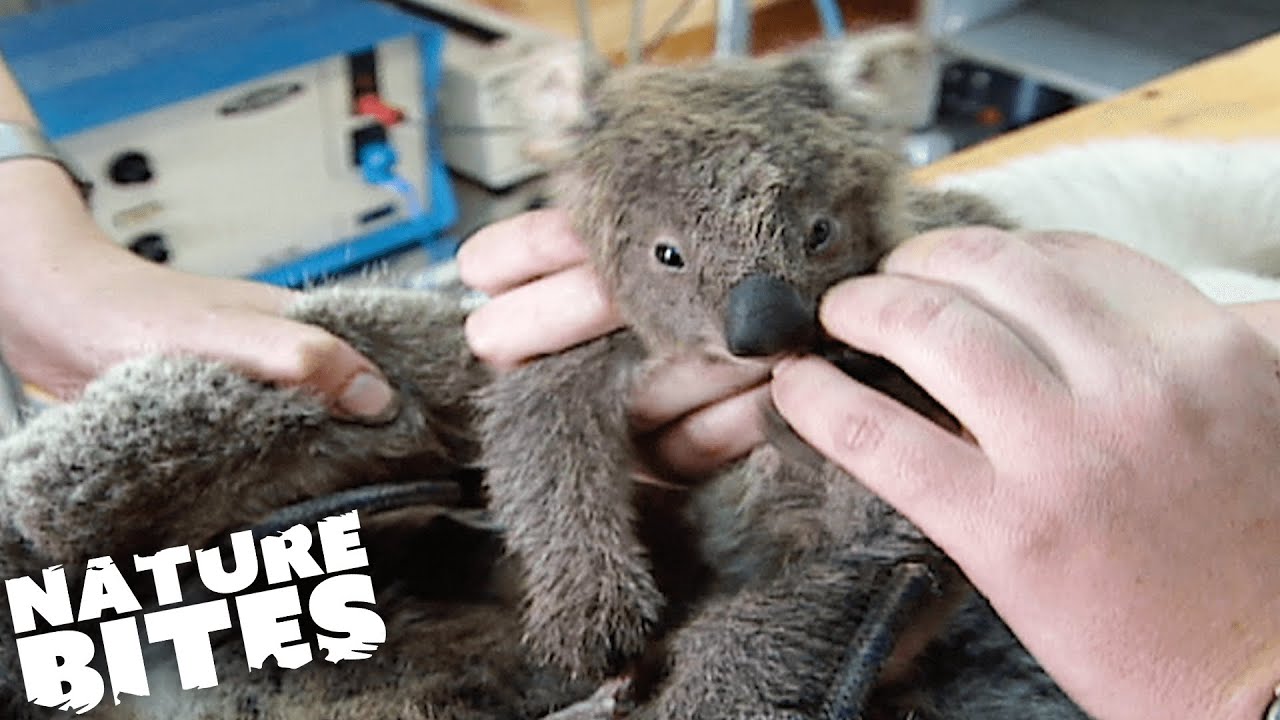 Koala Mothers Separated from their Babies and Sterilised | Nature Bites ...