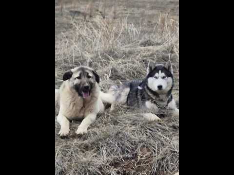 Kangal ile kurt dost olur mu? Sivas'ta oldular. Kangal ile Sibirya kurdunun dillere destan aşkı