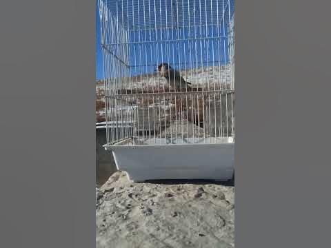 щегол чир чирак - YouTube