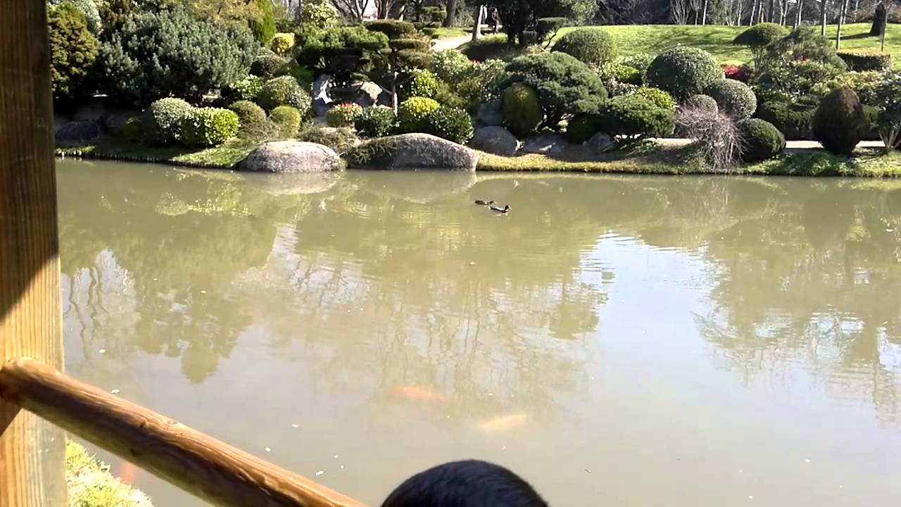 22 Japanski Park and some crazy ducks - YouTube