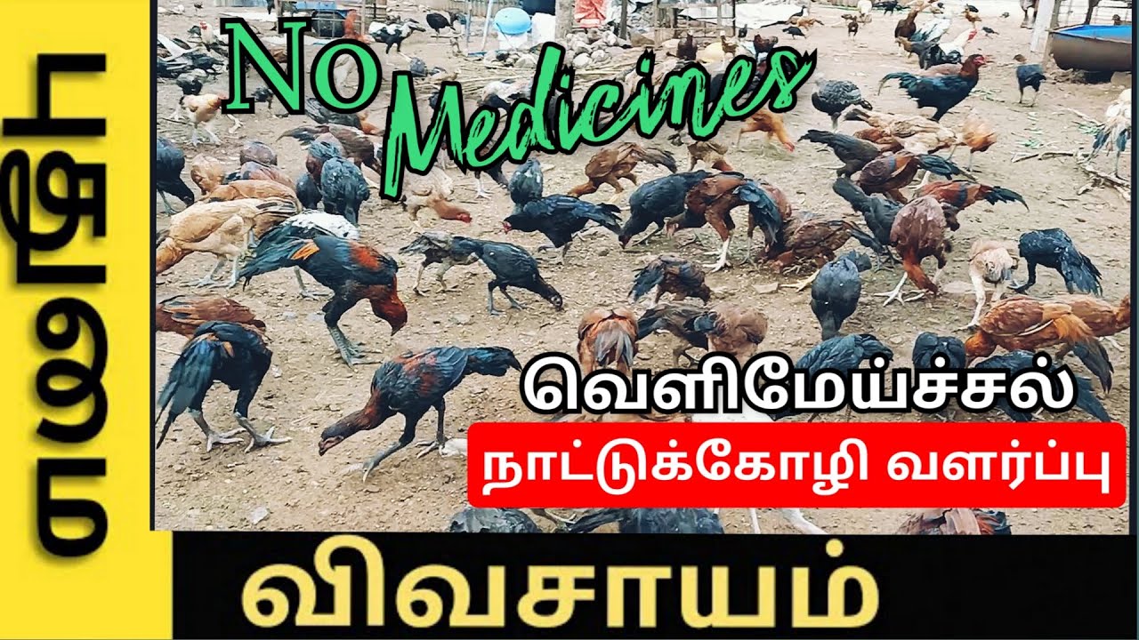 எந்த மருந்தும் தேவையில்லை கோழி வளர்ப்பு முறை நோய் மேலாண்மை || nattu ...