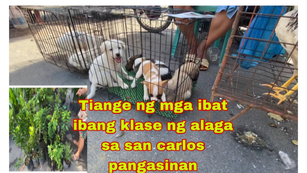 (#204) Tiange ng mga alagang hayop sa san carlos pangasinan - YouTube