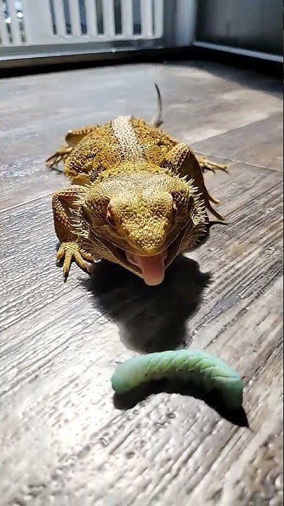 chonk eating and looking for more #shorts #beardeddragon #lizard #beardie #reptile #pagona # ...