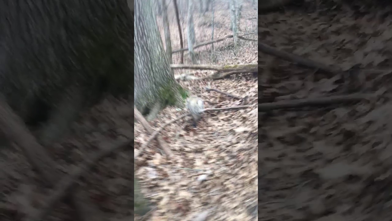 Opossum Run - YouTube