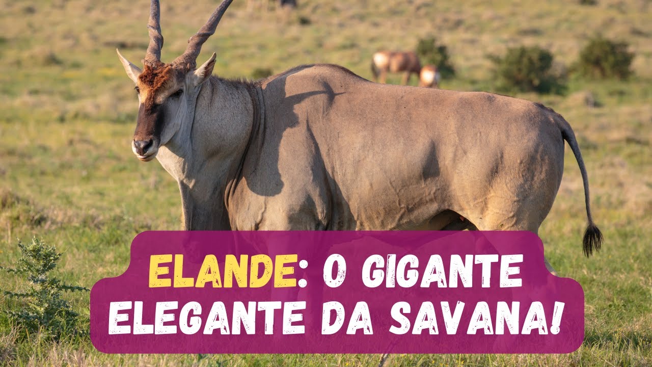 CONHEÇA O ELANDE / 12 CURIOSIDADES INCRÍVEIS DO MAIOR ANTÍLOPE DO MUNDO ...