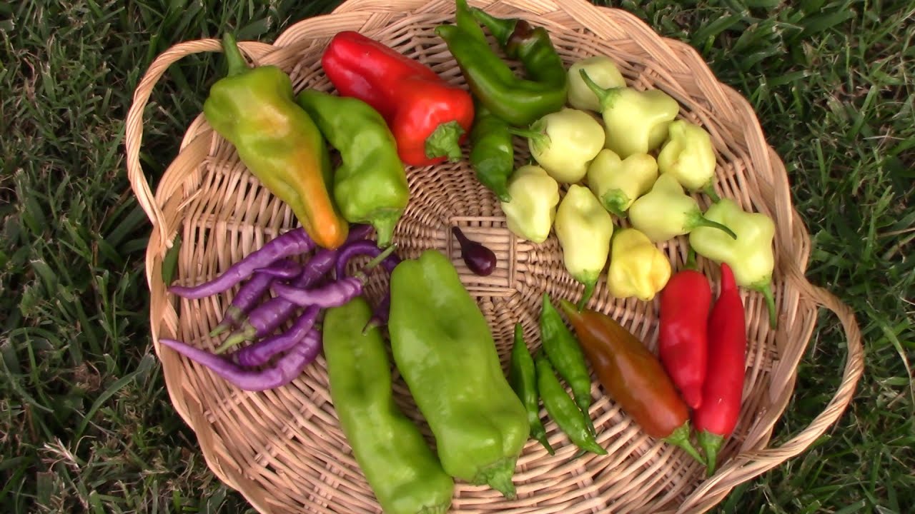 8 Different Types Of Peppers Grown And Harvested On One Plant - YouTube