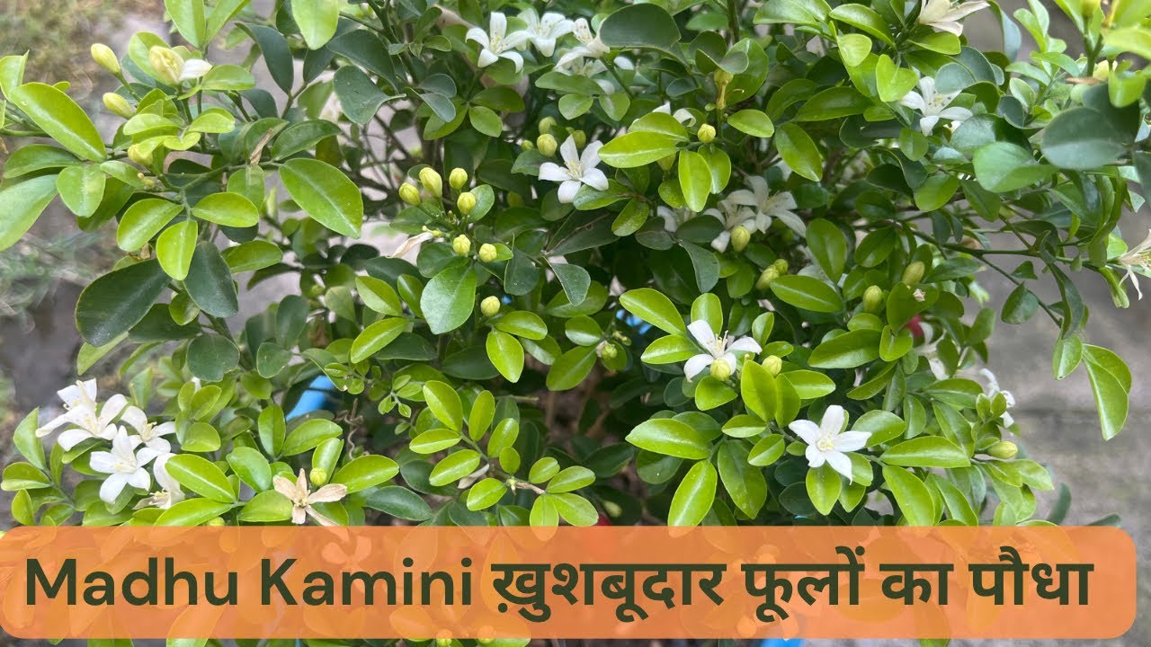 Madhu Kamini Plant care | Murraya Paniculata care and flower - YouTube