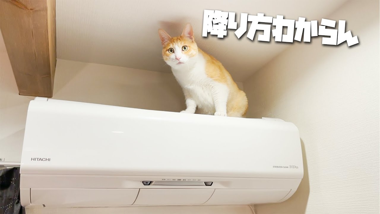 エアコンの上に猫が乗ってたんですけど Youtube