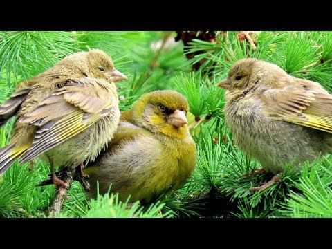 647. Zvonek zelený, European Greenfinch, Grünfink, Dzwoniec zwyczajny, Обыкновенная зеленушка