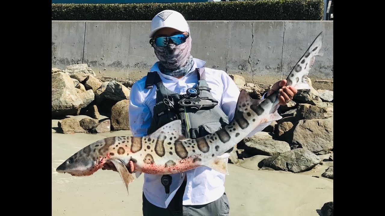 Doheny Beach: Yak Fishing for Leopard Sharks - YouTube