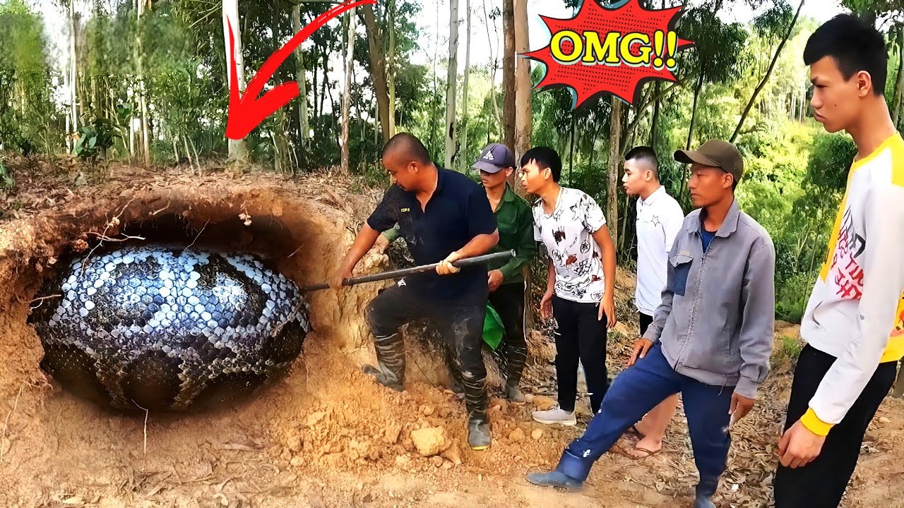 5 Brave Experts Catch Giant Python By Hand - YouTube