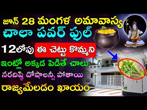 జూన్ 28 మంగళ అమావాస్య చాలా పవర్ ఫుల్ 12లోపు ఈ చెట్టు కొమ్మని ఇంట్లో అక్కడ పెడితే రాజ్యమేలడం ఖాయం