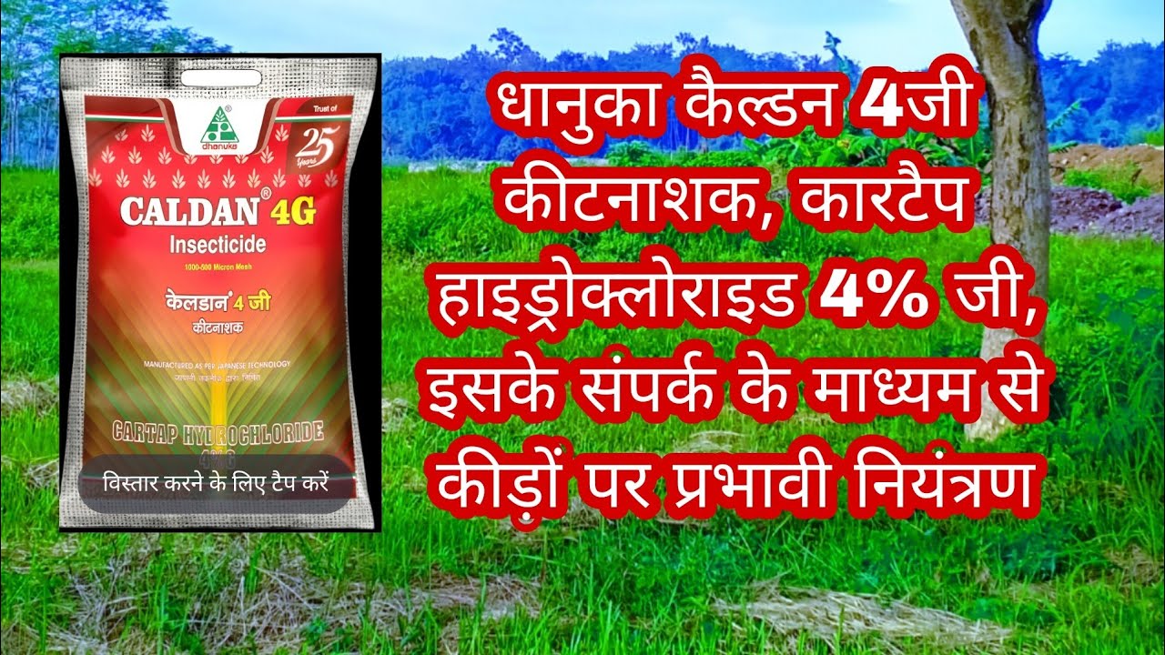 Dhanuka Caldan 4G Insecticide, Cartap Hydrochloride 4% G, Effective ...
