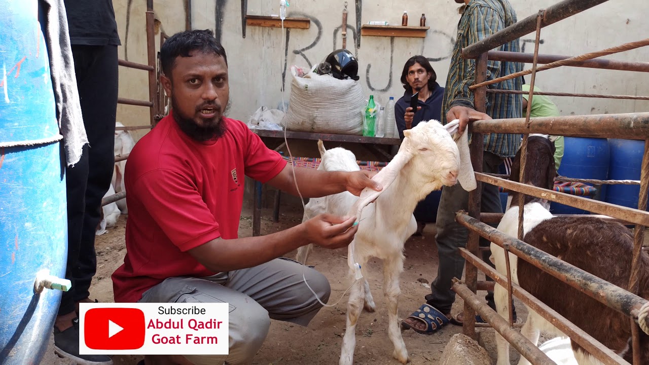 Flygel Drip IV For Goats. How to use Drip for Goats - YouTube