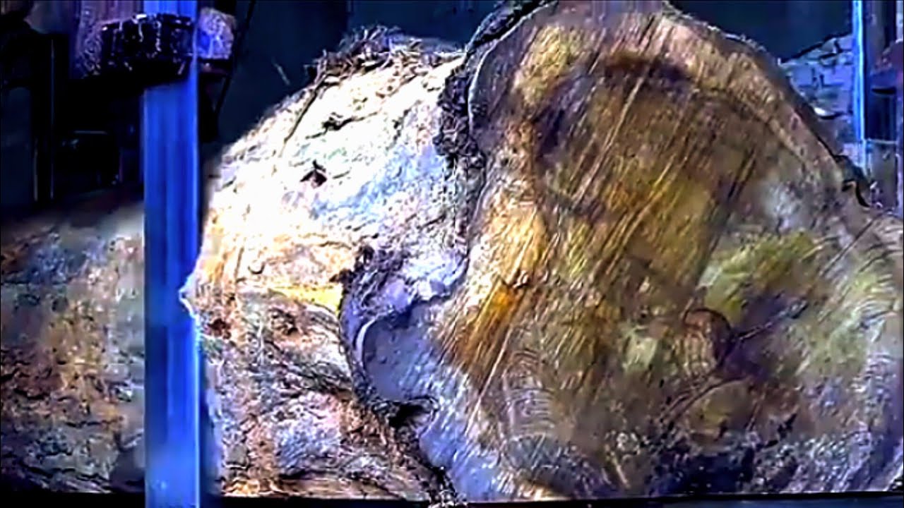 Fantastic || Imported From America || The Most Expensive Wood in the ...