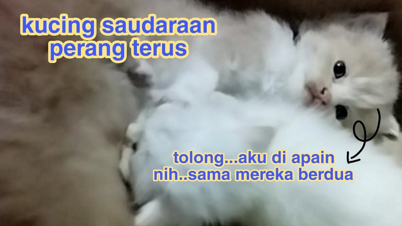 KUCING_PERANG SAUDARAAN || tolong uthiy..di perangin sama mereka berdua ...